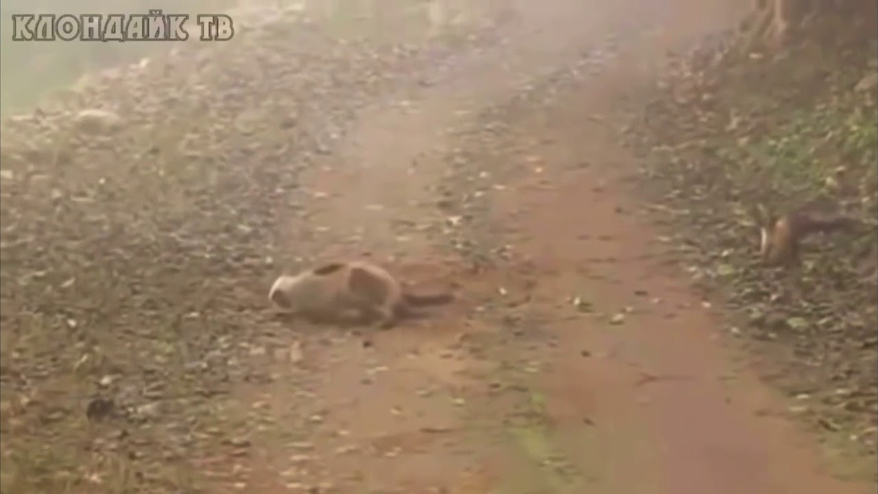 Monkey vs weasel fight - YouTube