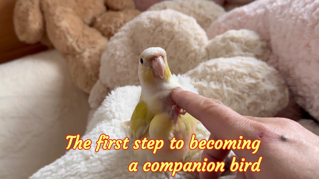 4K /The first step to becoming a companion bird 💕🦜 - YouTube