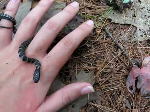 Baby water snake - YouTube