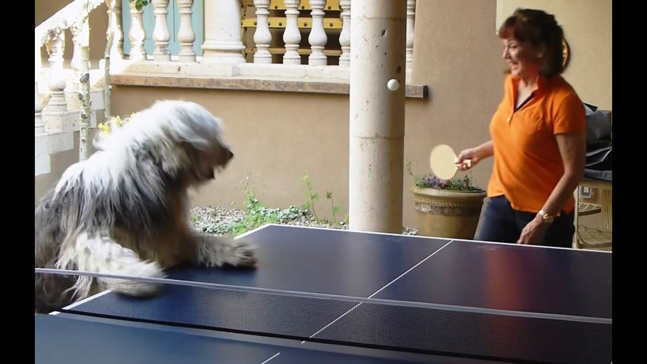 Dogs 'Playing' Ping Pong - YouTube