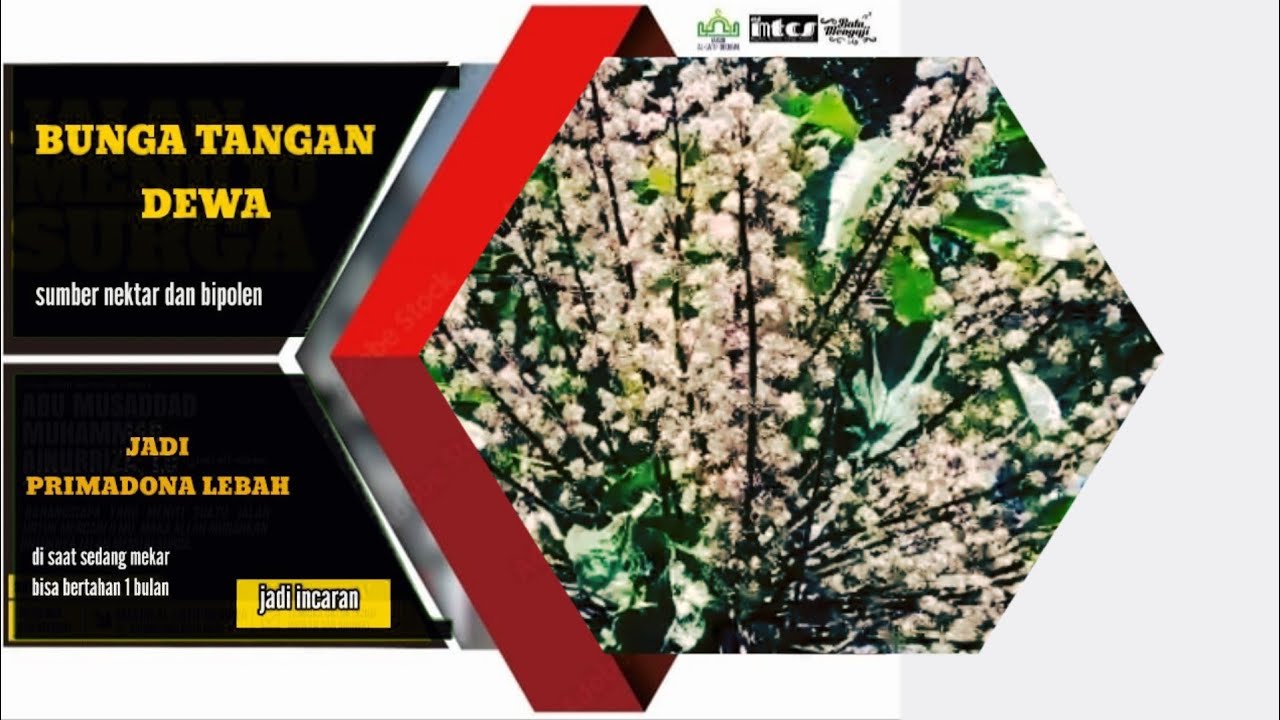 🔴BILA LIHAT INI SEMUA LEBAH BERPESTA || BUNGA TANGAN DEWA || BUNGA ...