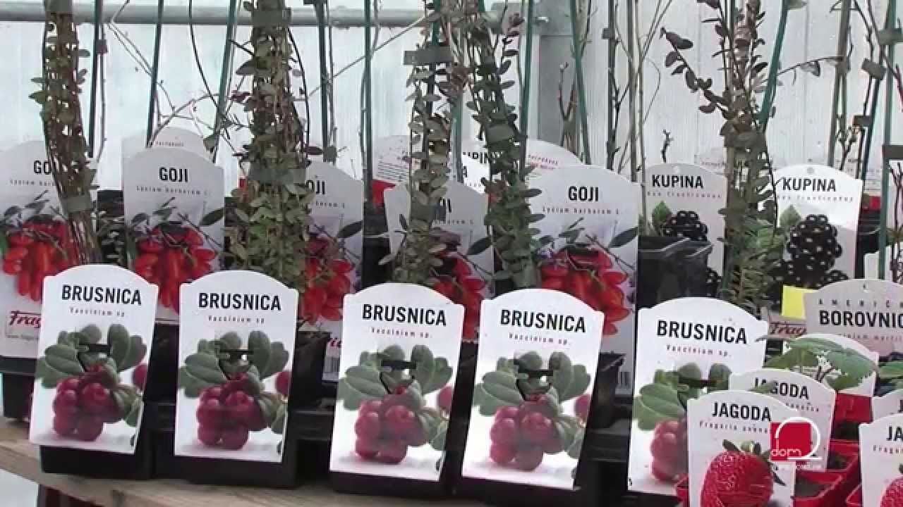 Sadnja bobičastog voća - YouTube