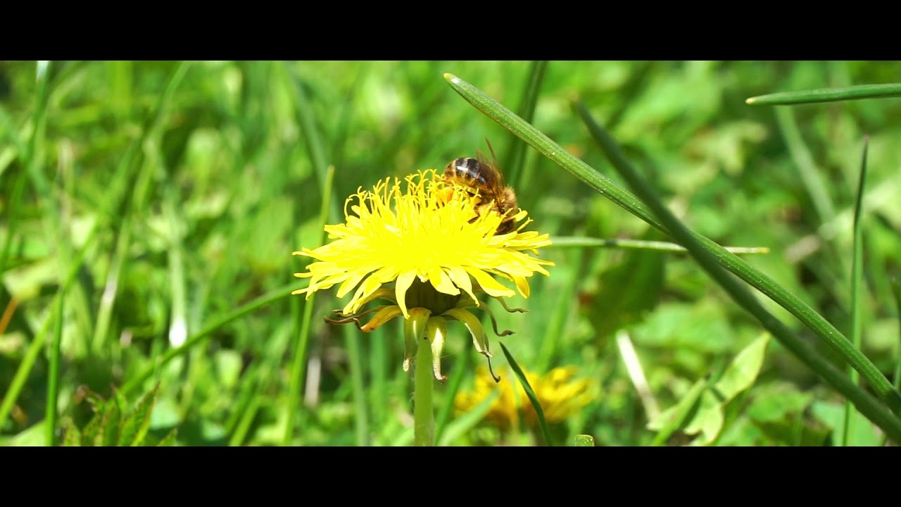 Spring - YouTube