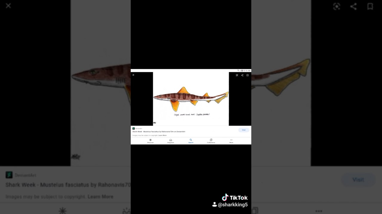 striped smooth hound shark - YouTube