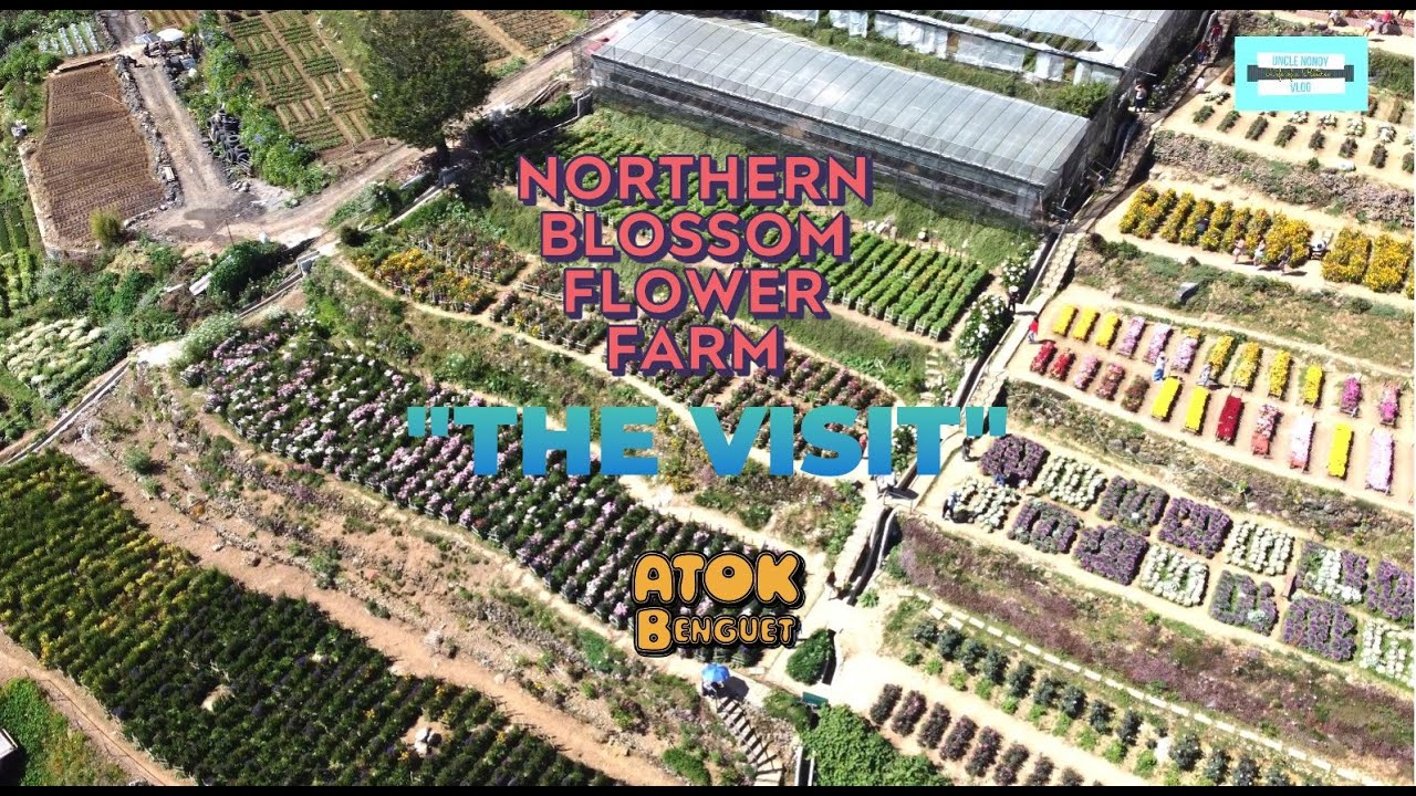 NORTHERN BLOSSOM FLOWER FARM | THE VISIT | ATOK BENGUET | STUNNING ...