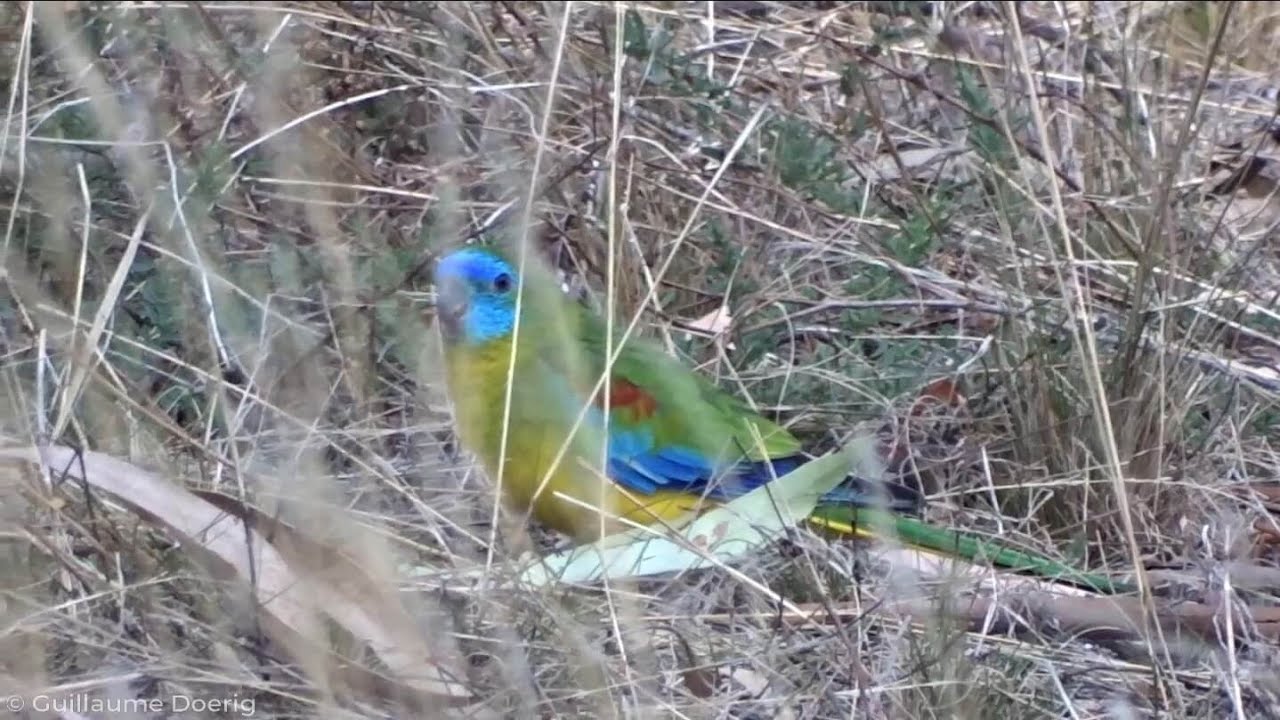 Turquoise Parrot (Neophema pulchella) | Glenrowan Tourist Park ...