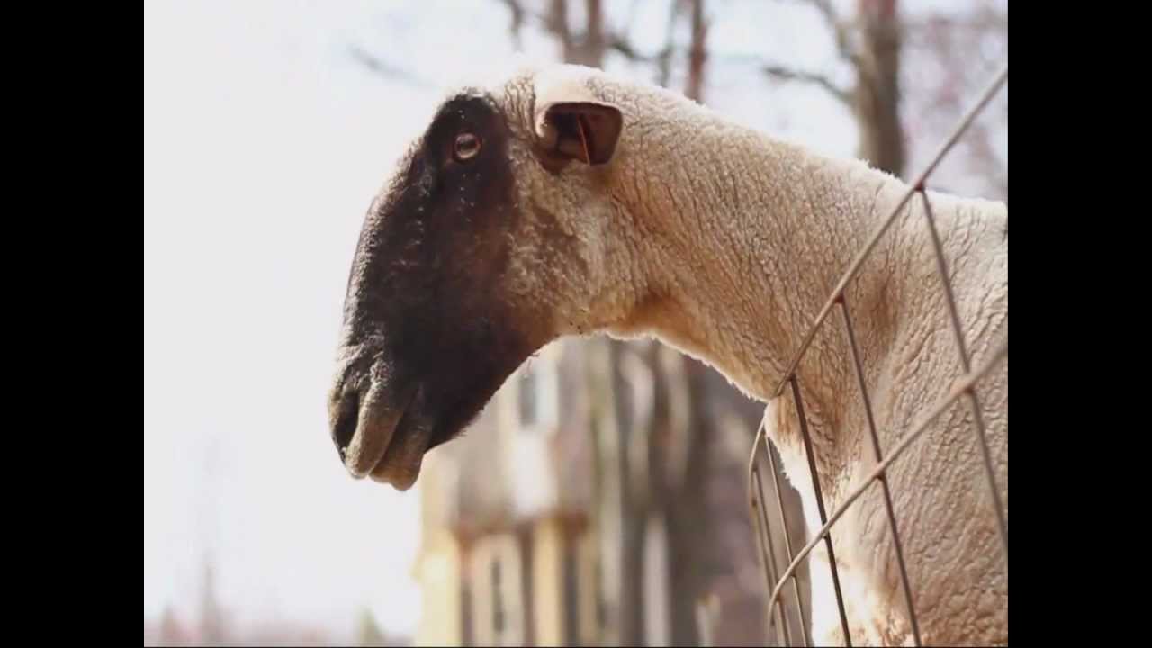 THE SCREAMING SHEEP (RE: METAL VOCAL CONTEST) - YouTube