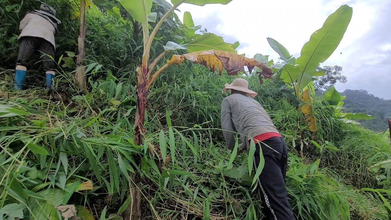 luaj teb zaub nawb 26/9/023 - YouTube