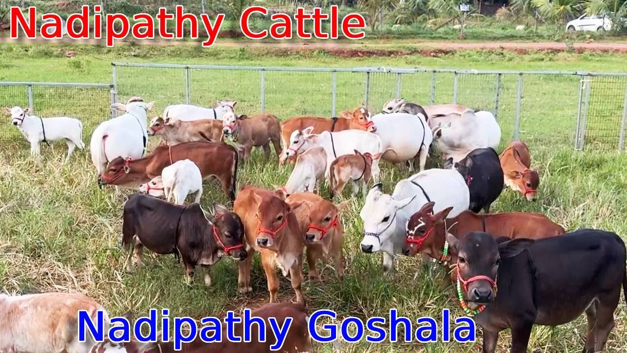 Nadipathy Cattles #1 to 2 Feet Height #cows #video #farming #animals # ...