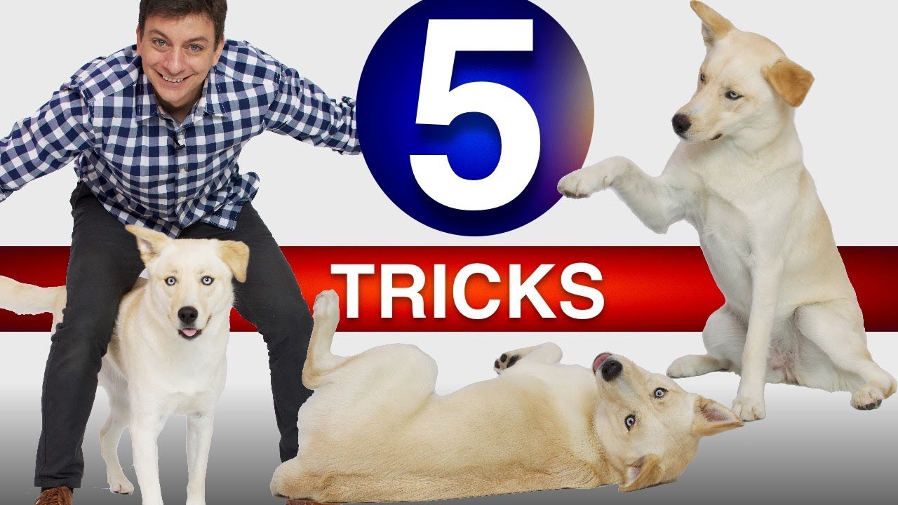 How To Train 5 Tricks in 5 Minutes! - YouTube