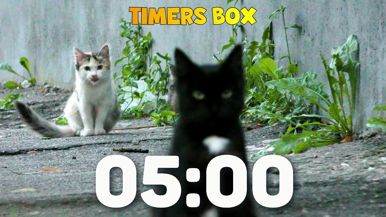 🐾 "Adorable Kittens Countdown! 5-Minute Timer Perfect for Your ...