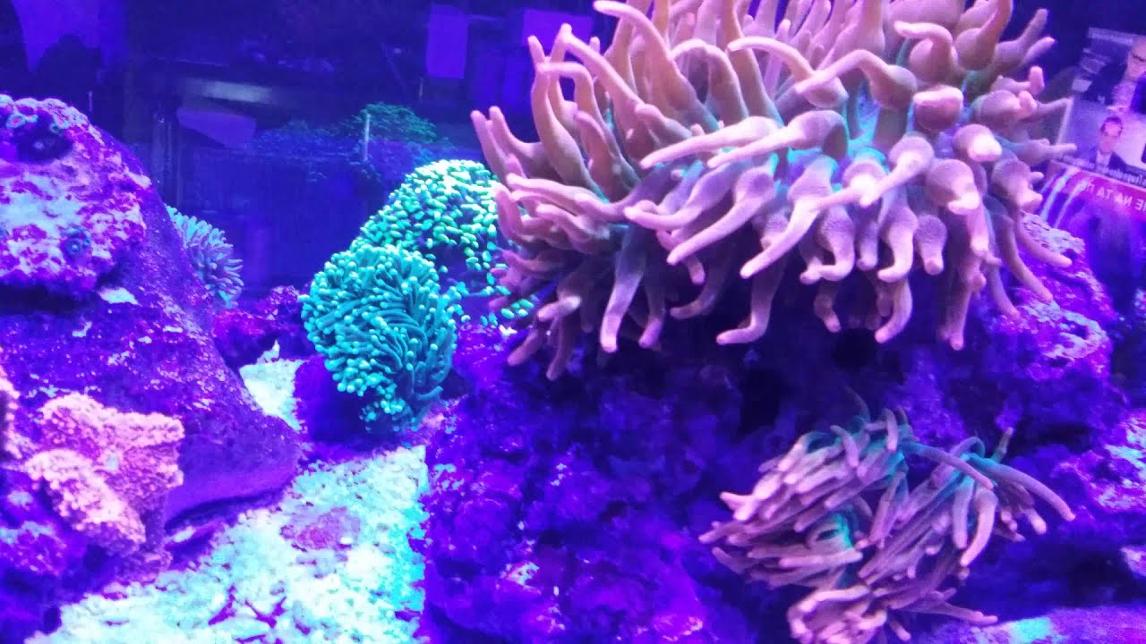 Paschalpgr reefgarden bubble anemone splitting B - YouTube