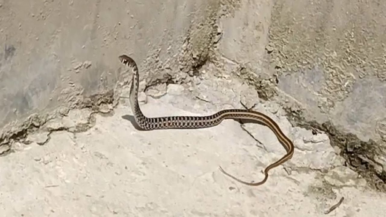 Baby snake wants to go out |Animals and Beautiful nature | - YouTube