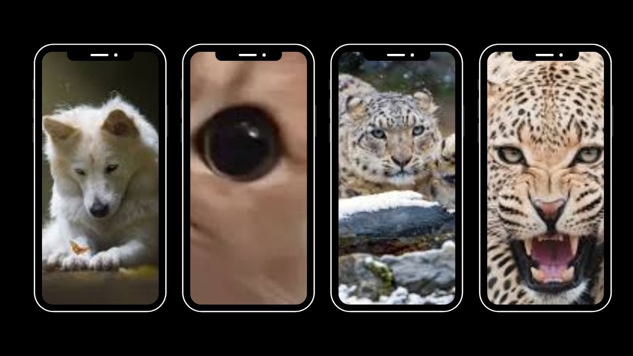 Best animals edits and sounds | hard compilation - YouTube