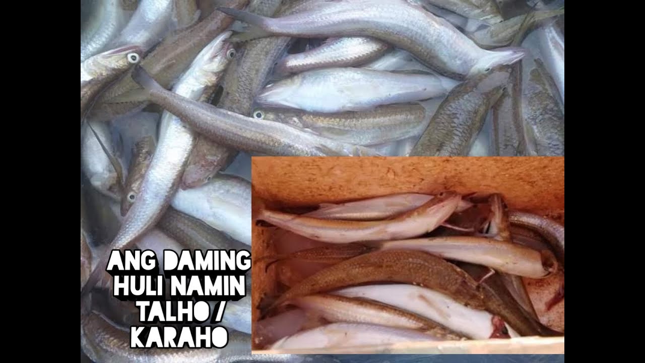 FISHING TALHO (KARAHO BANTAYAN ISLAND) - YouTube