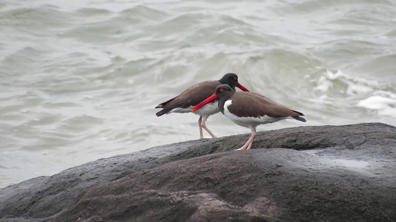Piru-piru (Haematopus palliatus) - YouTube