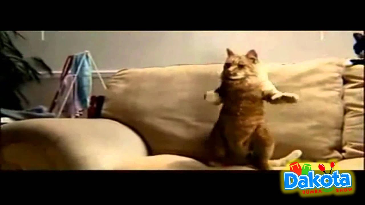 DAKOTA CAT - YouTube