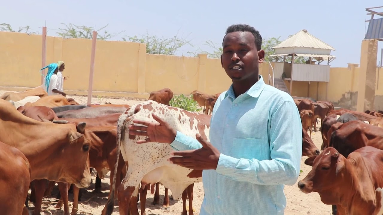 XARUNTA XARAYNTA XOOLAHA EE MUQDISHO OO U FUDUUDEYSAY DADWEYNAHA IN ...