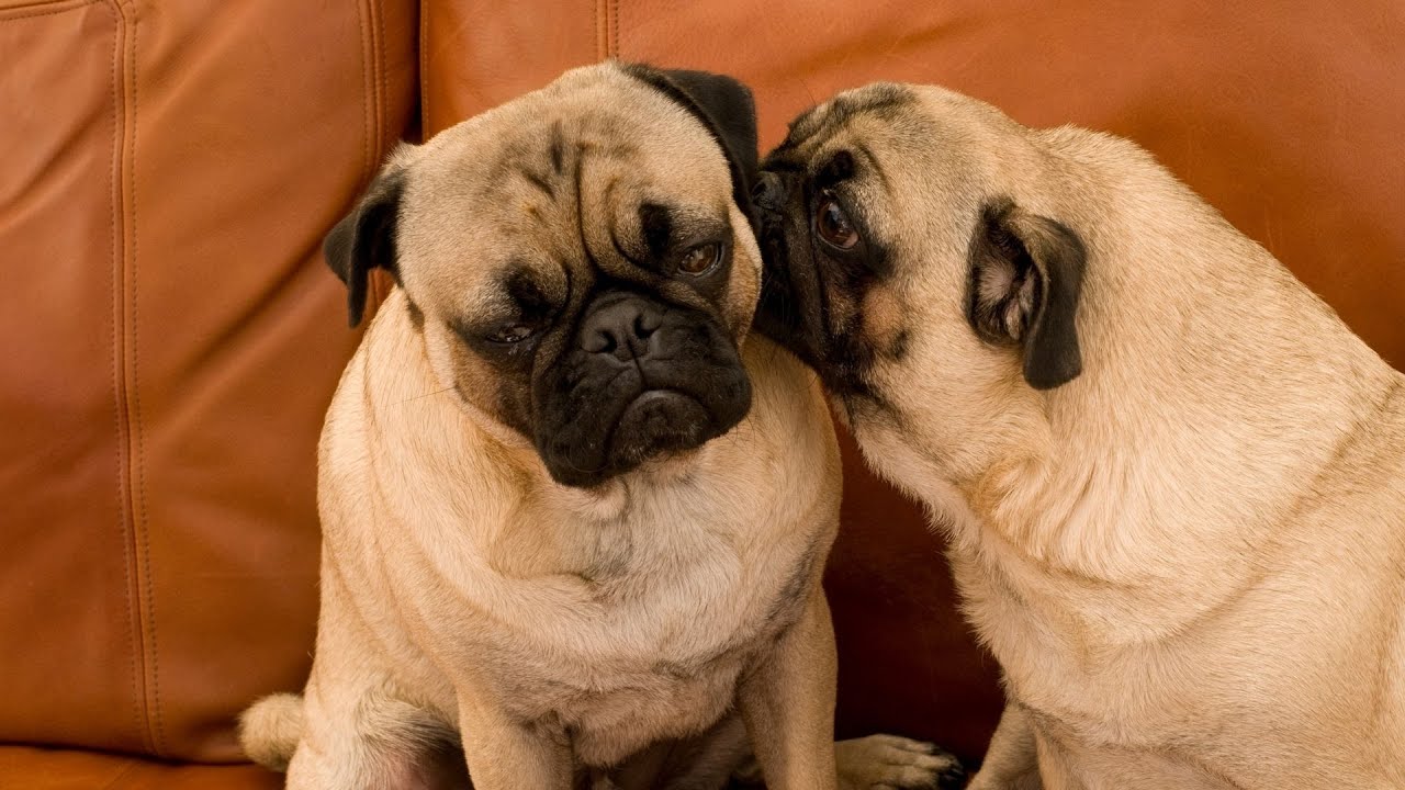 The Power of Pugs Exploring the Potential of Pugs as Therapy Dogs - YouTube
