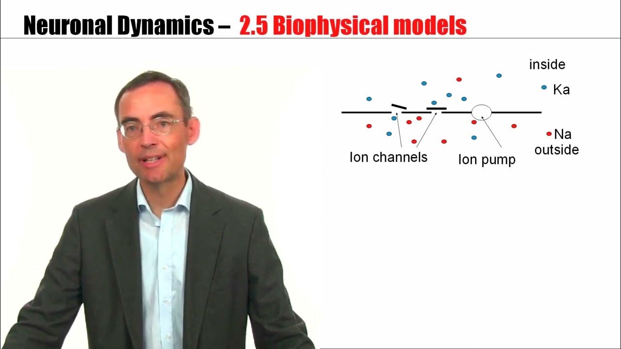CNS2.5 - Detailed Biophysical Models - YouTube