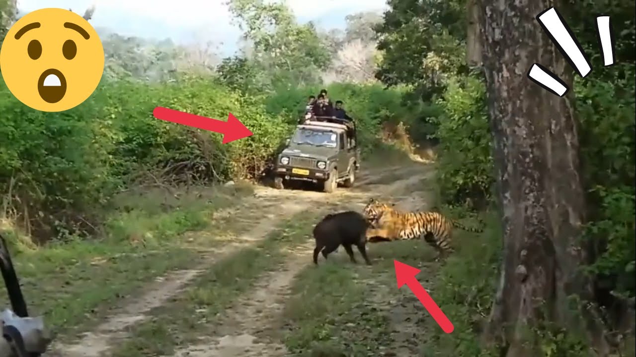 Can a male tiger defeat a herd of wild boar | 1 male tiger VS 2 wild ...
