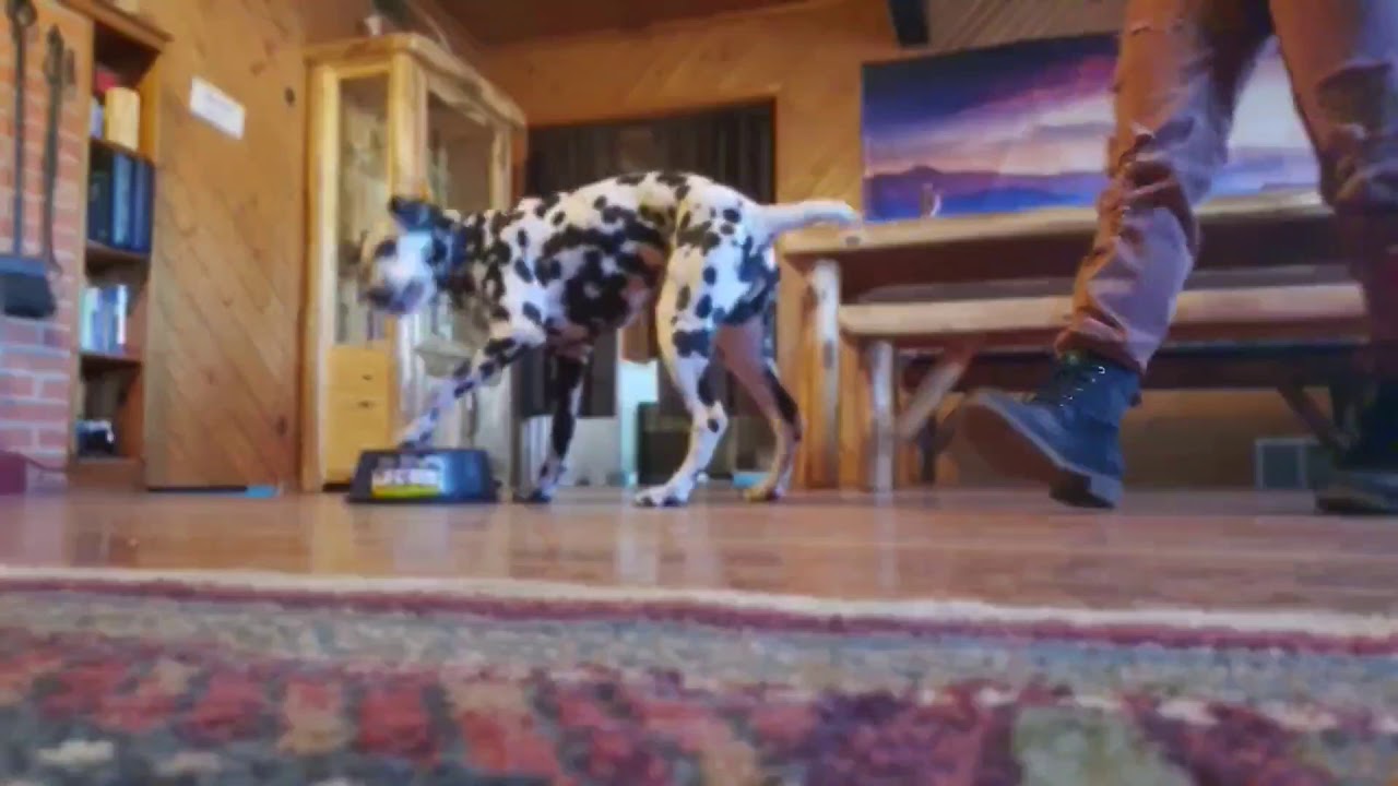 Crowd Control for Service Dogs: Foundations to "Watch a Person" - YouTube
