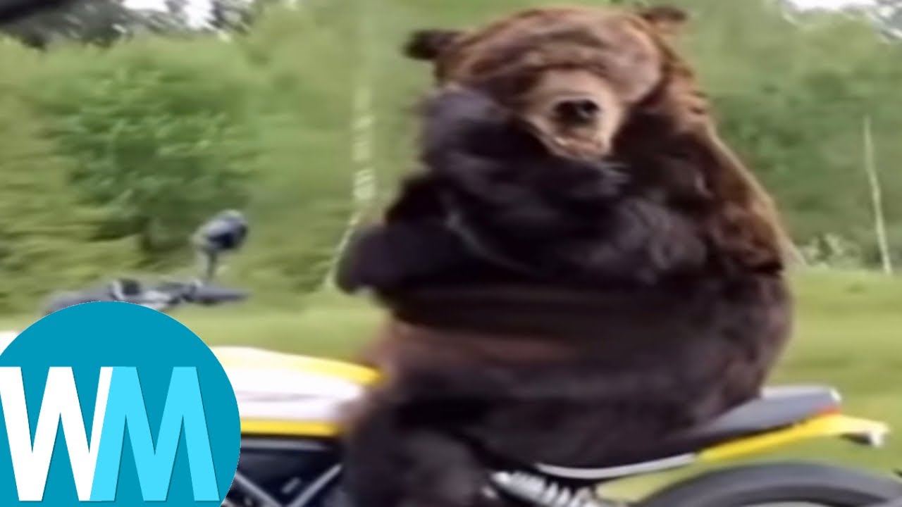 Top 5 bear - YouTube