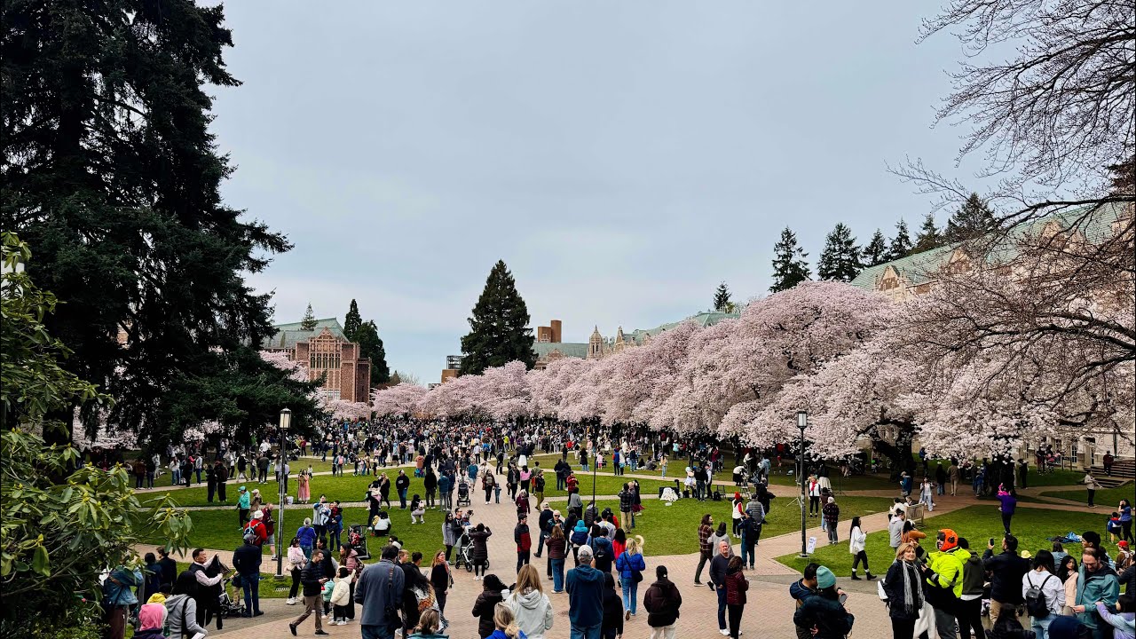 Cherry Blossoms at University of Washington - YouTube