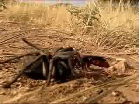 A Tarantula Hawk drags a paralyzed Tarantula to a horrible death. - YouTube