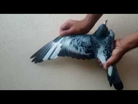 Extreme Long Distance racer Pigeon in INDIA . - YouTube