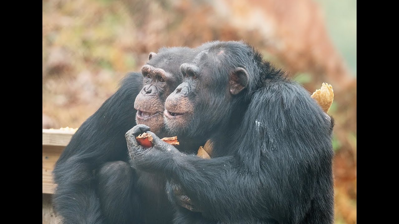 Chimps get Thanksgiving Feast in Sanctuary - YouTube