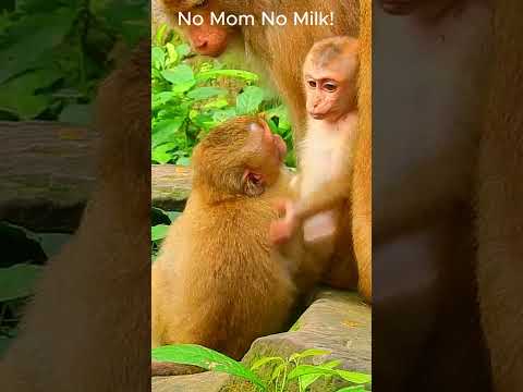 OMG Lily can learn to walk on her own