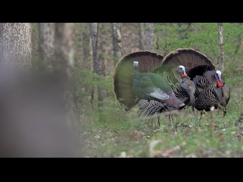 INSANE VIRGINIA DOUBLE IN THE TIMBER! Virginia turkey hunting - YouTube