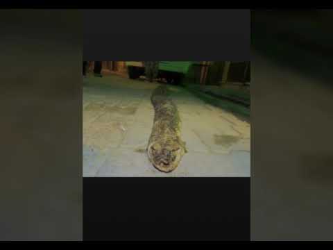 Tekirdağ da Ölü Bulunan Piton Yılanı