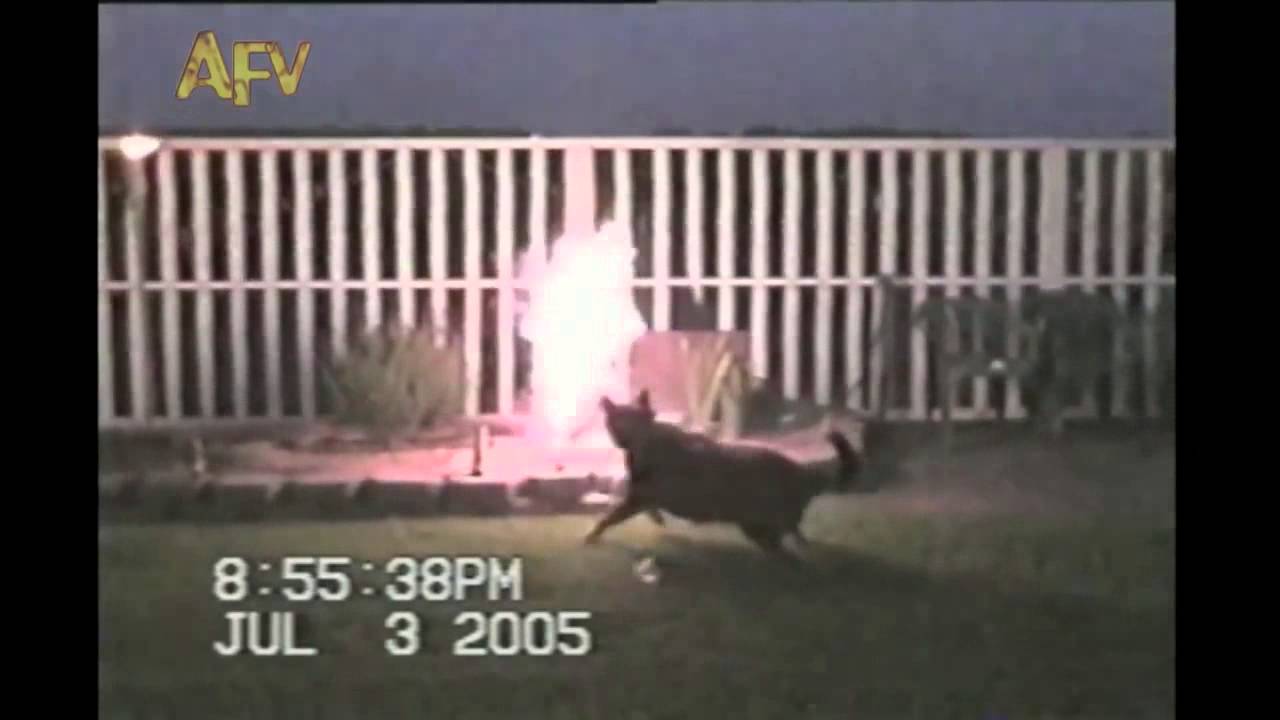 Dogs And Fireworks Dog AFV - YouTube