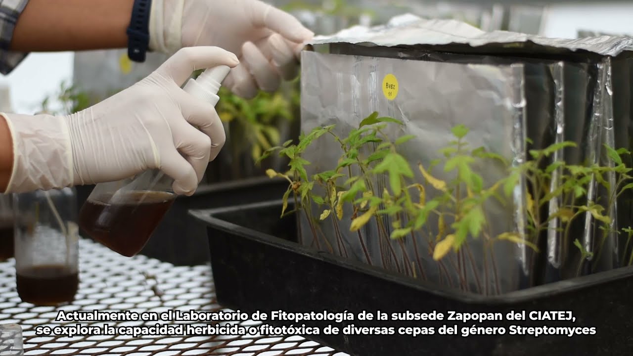Actinobacterias del suelo como potenciales bioherbicidas - YouTube