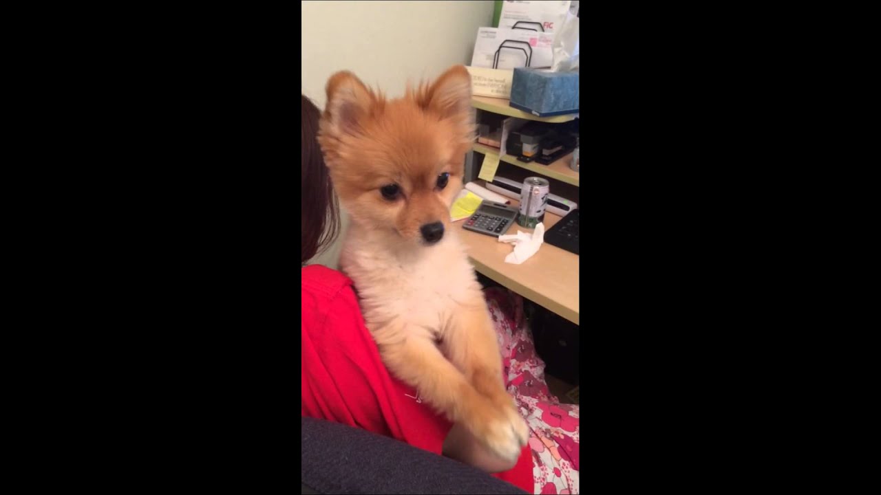 Rex (pomeranian), clapping puppy - YouTube