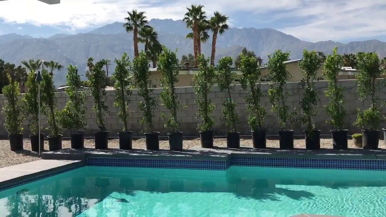 Ficus Hedge And Underground Irrigation In The Desert - YouTube