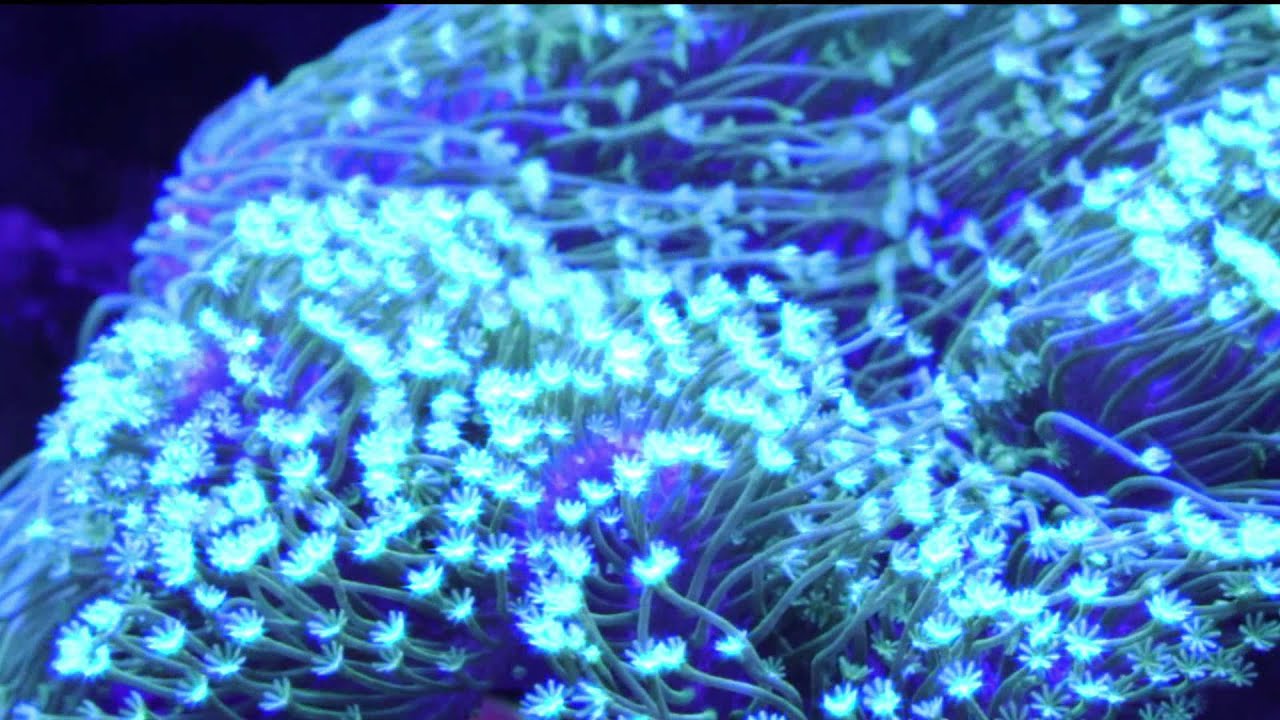 Coral Porn Youtube