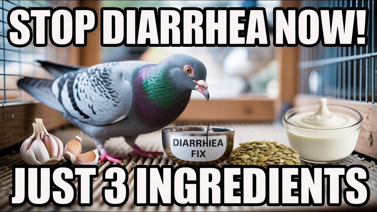 This $1 Mix Stops Pigeon Diarrhea in 24 Hours - YouTube