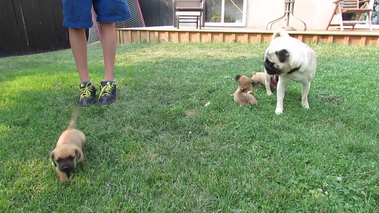 Pug x Dachshund puppies July 2014 - YouTube