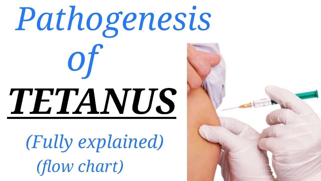 Pathogenesis | TETANUS | fully explained | hindi | english | - YouTube