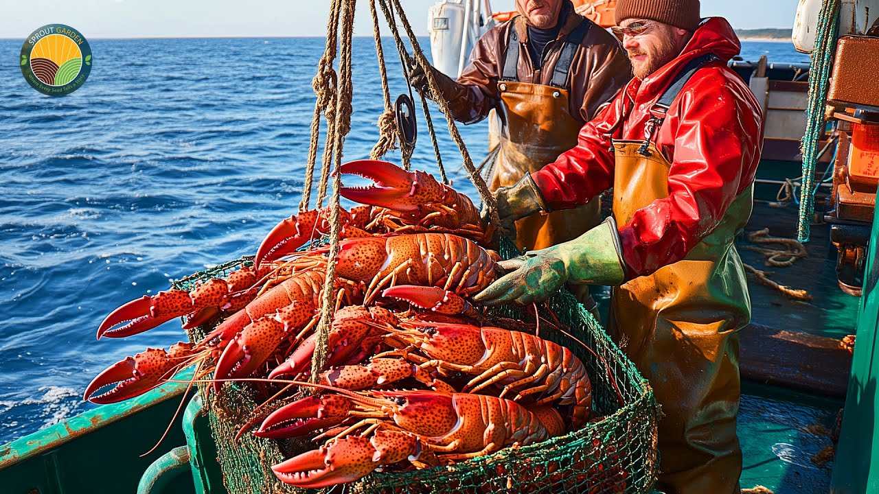 How Farmers Raise Lobsters on Floating Farms: Catching Tons of Lobsters ...