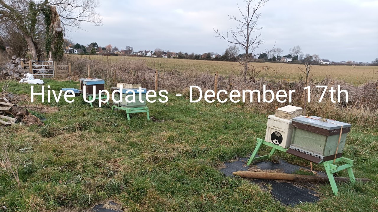 Hive Updates - 17th December 2021 - YouTube