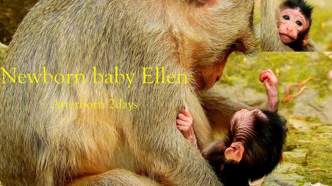 Newborn baby Ellen talking with Elsa, update baby Ellen after born for ...