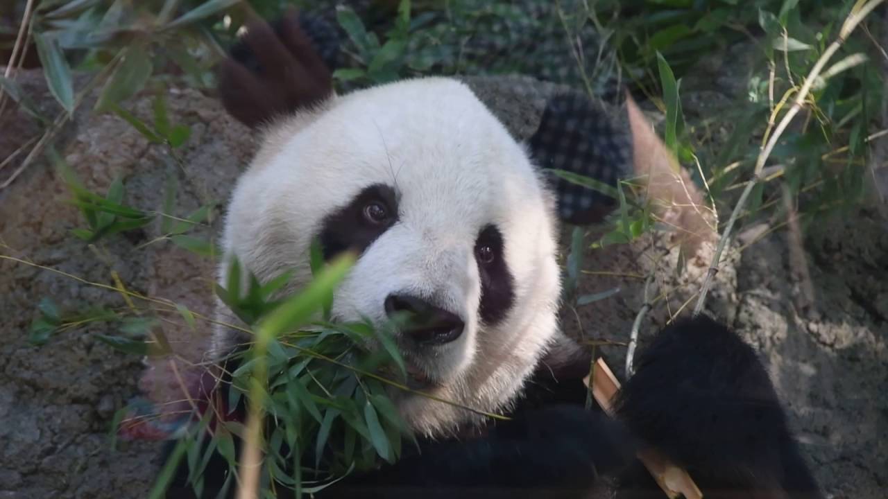 PANDA 2 - YouTube