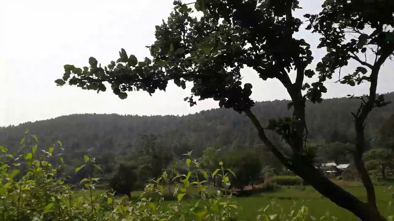 Duarsini forest - YouTube