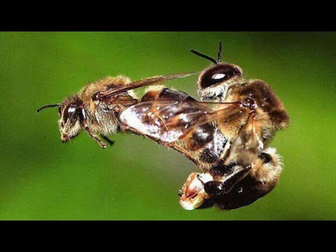 Why Honey bee die after sex? - YouTube
