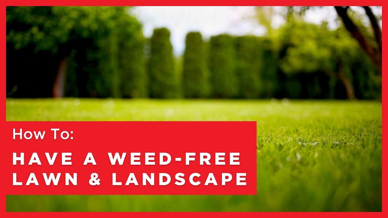 CHECK THIS OUT! How to Have a WEED-FREE Lawn and Landscape! - YouTube