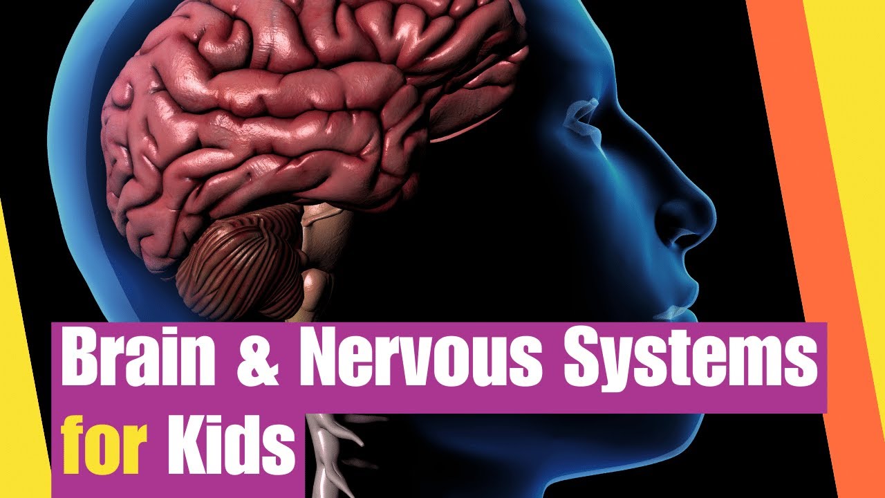 Brain and Nervous System for Kids | Grade 3-8 Science Lesson | Lesson ...